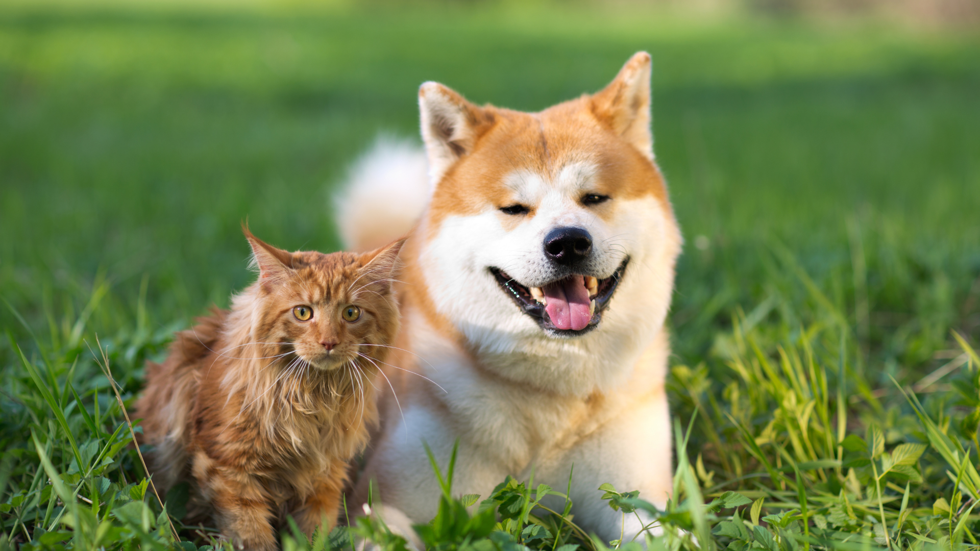 New Client Form | Braintree Veterinary Care
