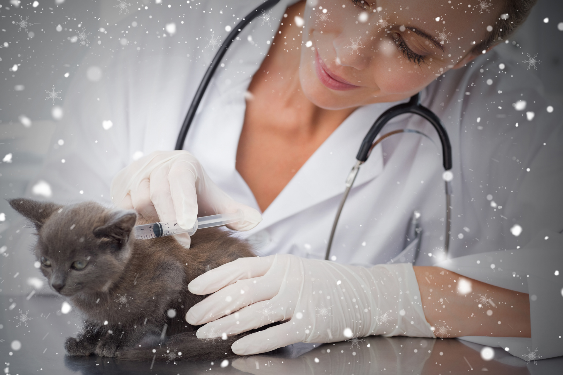 Pet Vaccines In Braintree, MA | Braintree Veterinary Care